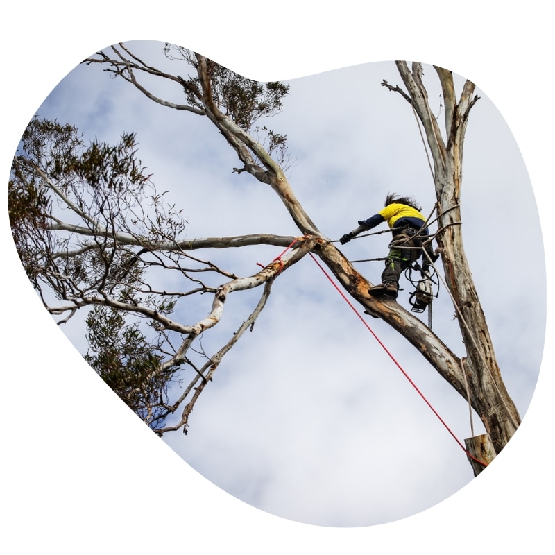 Tree Lopping Services Australia - Certified Arborists - The Yard